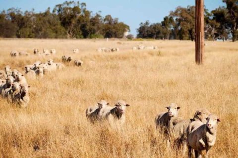 Stay Comfortable and Dry: The Magic of Merino Wool Layers - The Hiking ...